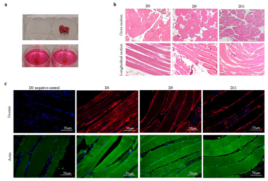 In Vitro Model of Human Skeletal Muscle Tissue for the Study of ...
