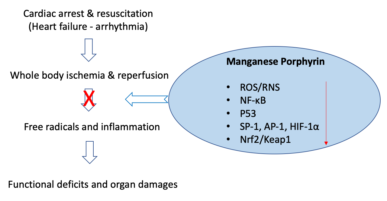 Biology | Free Full-Text | Manganese Porphyrin Promotes Post Cardiac ...