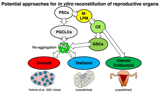 A New Horizon in Reproductive Research with Pluripotent Stem Cells ...