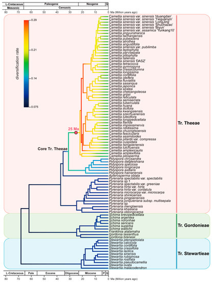 Biology | Free Full-Text | Phylogenomics Resolves the Phylogeny of ...