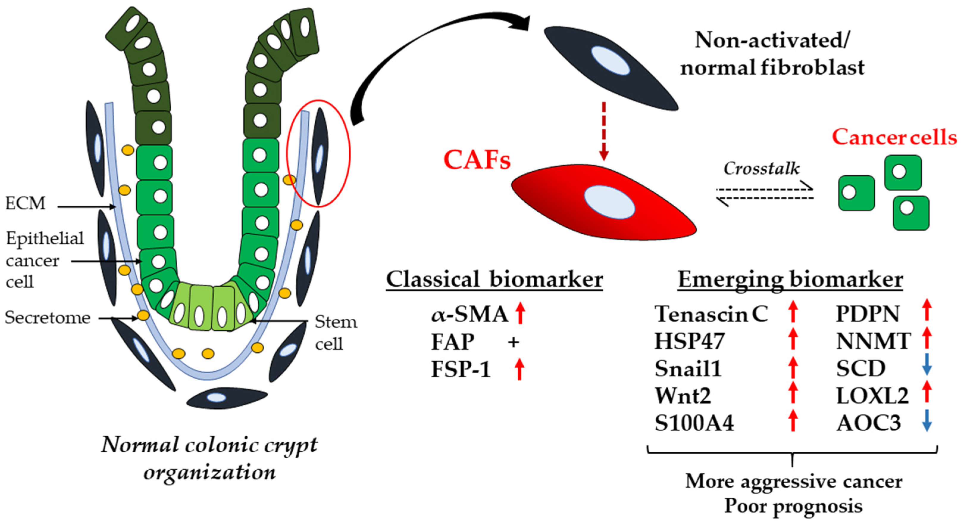 Biology | Free Full-Text | Dynamic Co-Evolution of Cancer Cells and Cancer-Associated ...