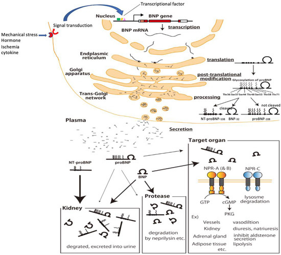 B-Type Natriuretic Peptide (BNP) Revisited—Is BNP Still a Biomarker for ...