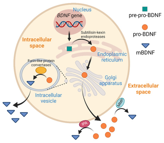 Is Brain-Derived Neurotrophic Factor a Metabolic Hormone in Peripheral ...
