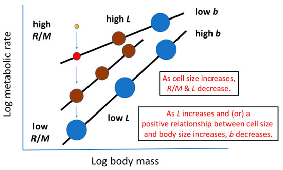 How Metabolic Rate Relates to Cell Size