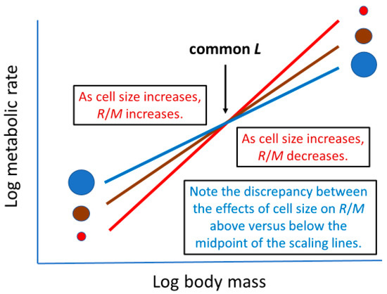 How Metabolic Rate Relates to Cell Size
