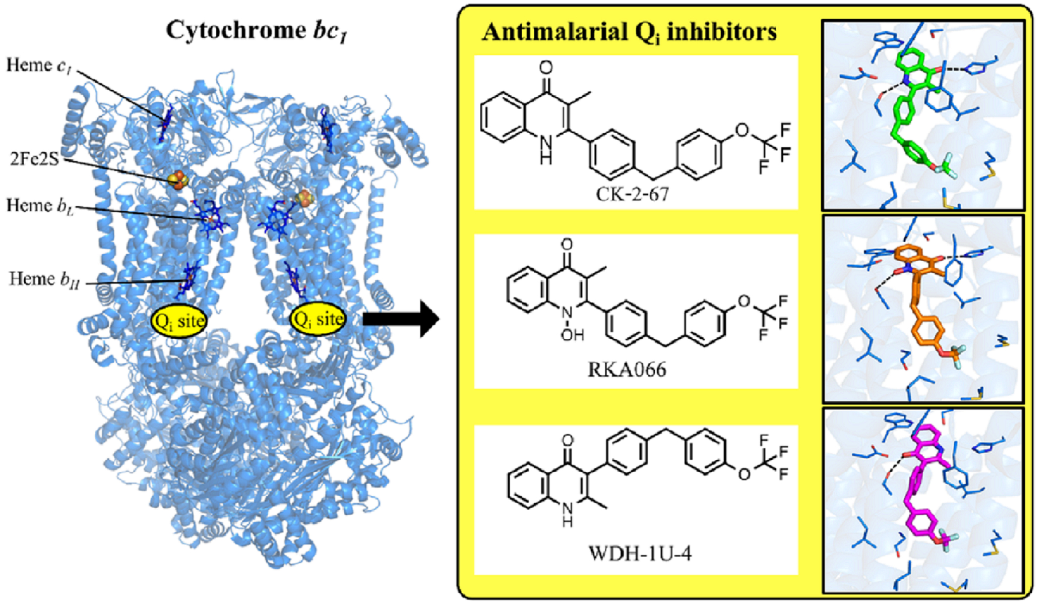 Biology | Free Full-Text | Targeting the Ubiquinol-Reduction (Qi) Site ...
