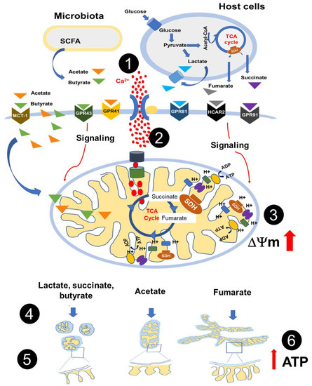 Biology | An Open Access Journal from MDPI