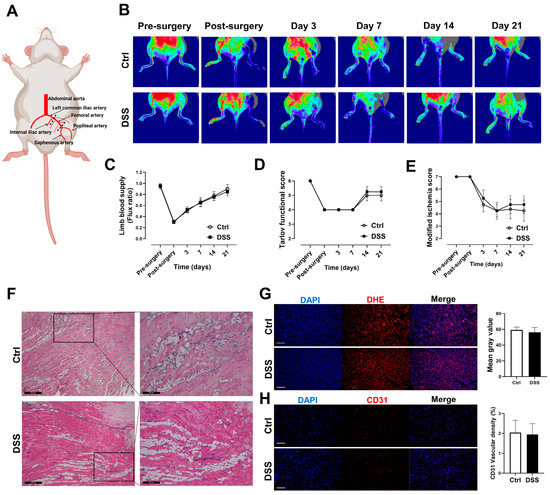 Recovery of Ischemic Limb and Femoral Artery Endothelial Function Are ...