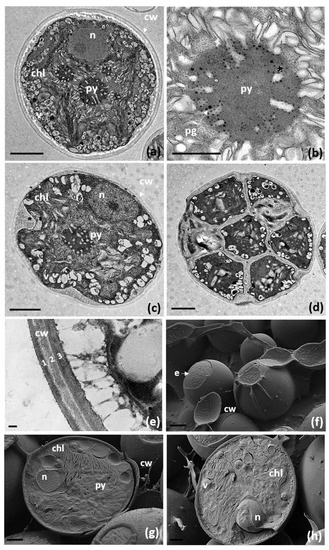 Trebouxia lynnae sp. nov. (Former Trebouxia sp. TR9): Biology and ...