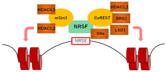 NRSF/REST-Mediated Epigenomic Regulation in the Heart: Transcriptional ...