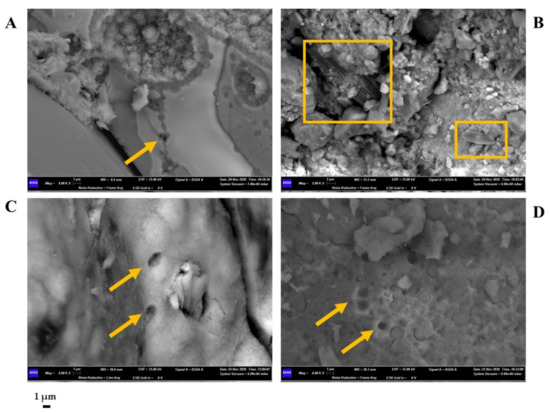 Biology | An Open Access Journal from MDPI