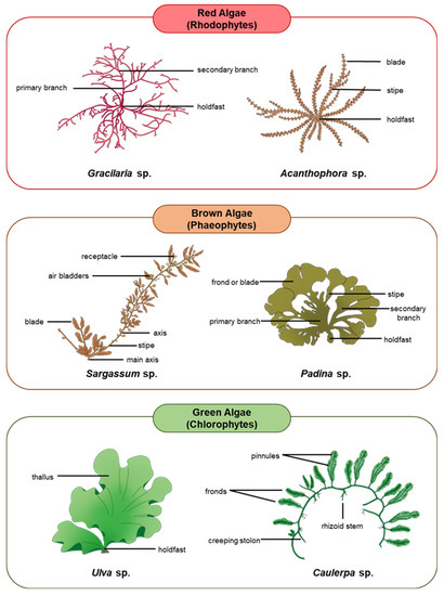 Marine Autotroph-Herbivore Synergies: Unravelling the Roles of ...