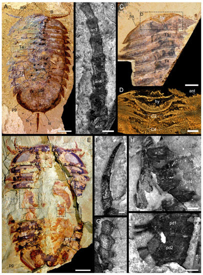 Ventral Morphology of the Non-Trilobite Artiopod Retifacies abnormalis ...