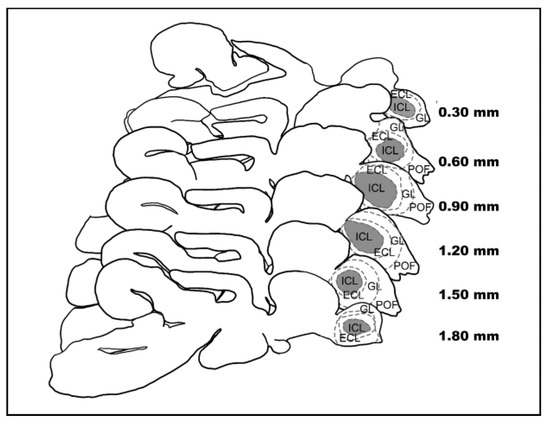 Biology | Free Full-Text | Changes in Dendritic Spine Morphology and ...
