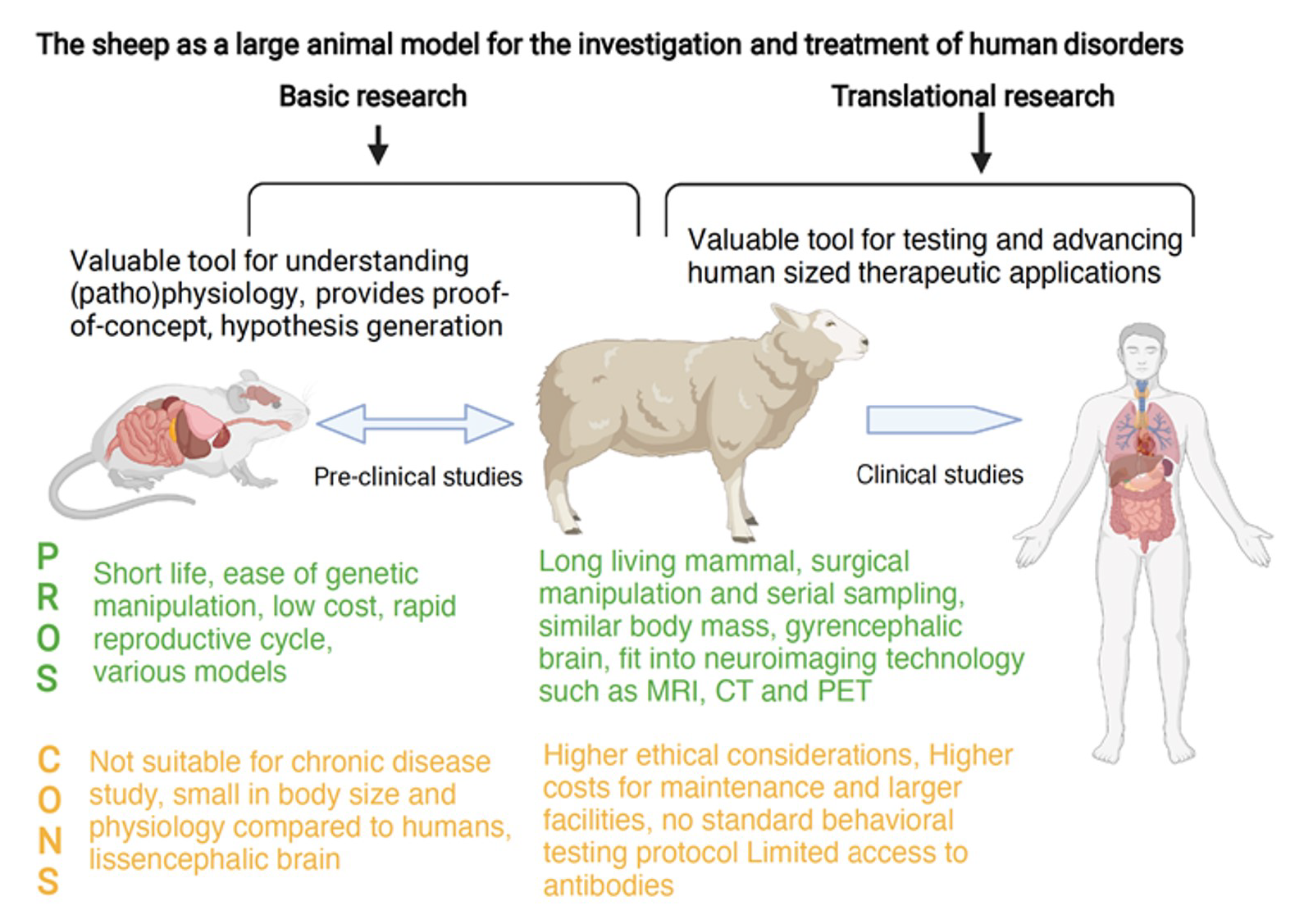 Biology | Free Full-Text | The Sheep as a Large Animal Model for the ...