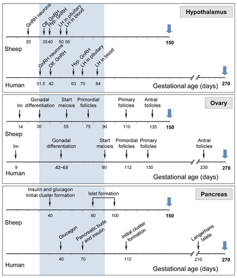 The Sheep as a Large Animal Model for the Investigation and Treatment ...