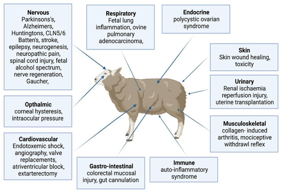 The Sheep as a Large Animal Model for the Investigation and Treatment ...