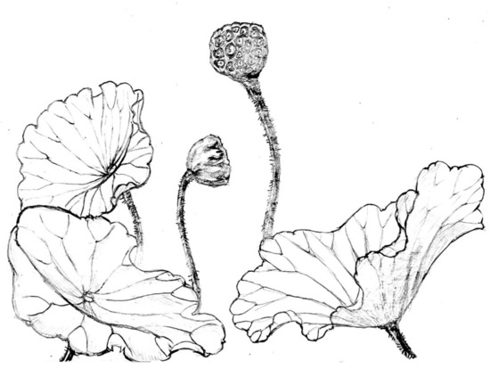 Middle Miocene lotus (Nelumbonaceae, Nelumbo) from the Qaidam Basin ...