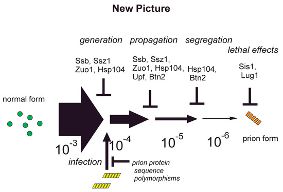 Anti-Prion Systems Block Prion Transmission, Attenuate Prion Generation ...