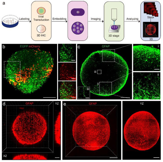 Multiscale Analysis of Cellular Composition and Morphology in Intact ...