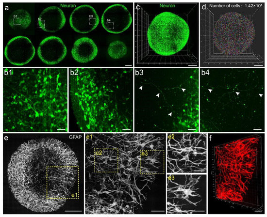 Multiscale Analysis of Cellular Composition and Morphology in Intact ...