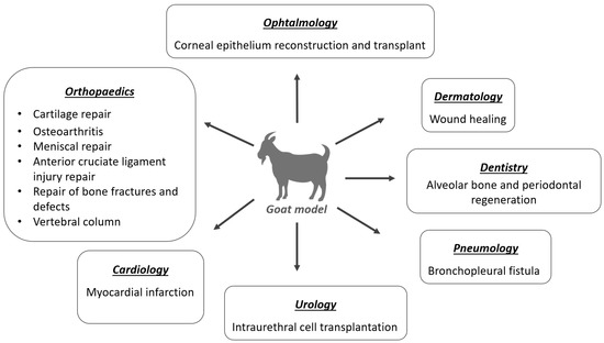 Mesenchymal Stem Cell Studies in the Goat Model for Biomedical Research ...