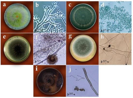Endophytic Fungi as Potential Biocontrol Agents against Rhizoctonia ...