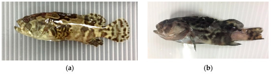 Comparison of Different Dietary Fatty Acids Supplement on the Immune ...