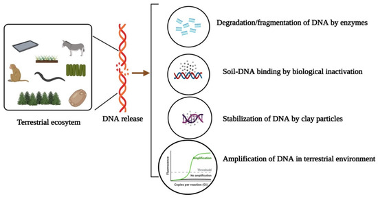 Biology | Free Full-Text | Environmental DNA Metabarcoding: A Novel Contrivance for Documenting ...