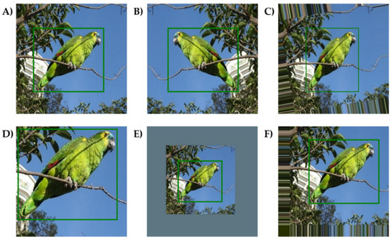 Biology | Free Full-Text | Image Classification of Amazon Parrots by ...