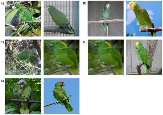 Biology | Free Full-Text | Image Classification of Amazon Parrots by ...