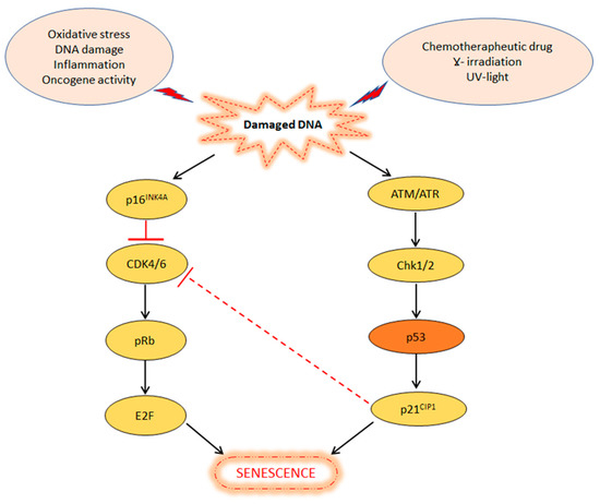 p53: From Fundamental Biology to Clinical Applications in Cancer