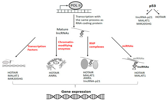 p53: From Fundamental Biology to Clinical Applications in Cancer