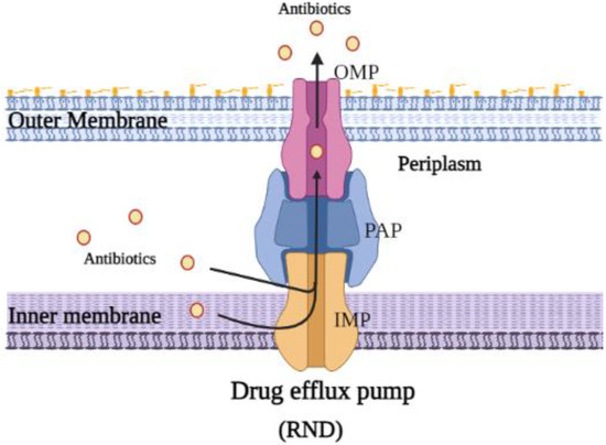 Drug Efflux Pump Inhibitors: A Promising Approach to Counter Multidrug ...