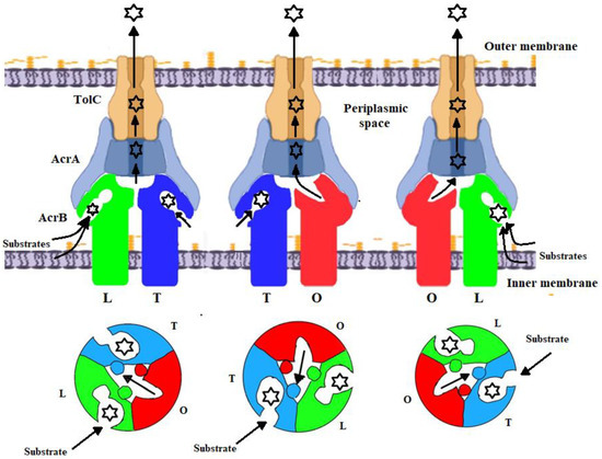 Drug Efflux Pump Inhibitors: A Promising Approach to Counter Multidrug ...