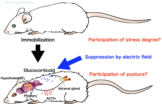Biology | Free Full-Text | Suppression of Glucocorticoid Response in ...