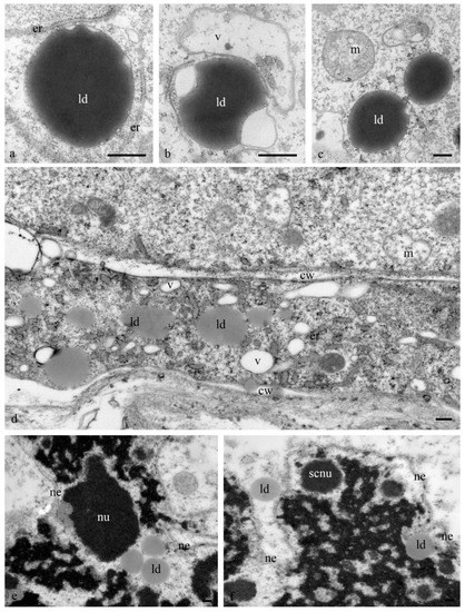 Biology | Free Full-Text | Wheat Antipodal Cells with Polytene ...
