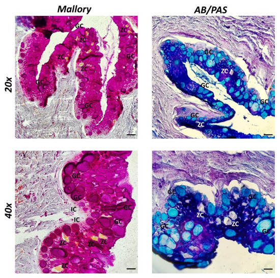 Detecting Intestinal Goblet Cells of the Broadgilled Hagfish Eptatretus ...