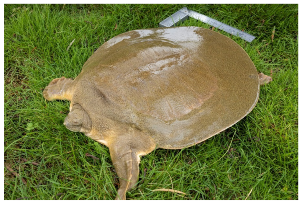 Status and Analysis of Artificial Breeding and Management of Aquatic ...