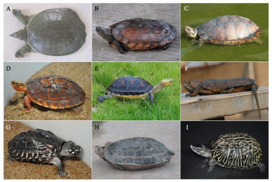 Status and Analysis of Artificial Breeding and Management of Aquatic ...