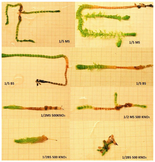 Optimization of Propagation of the Polish Strain of Aldrovanda ...