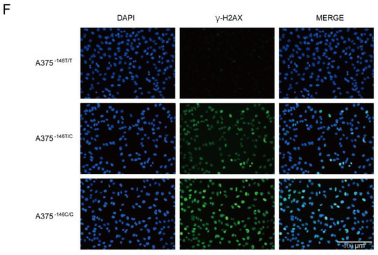 Biology | Free Full-Text | Correction: Wang et al. TERT Promoter ...