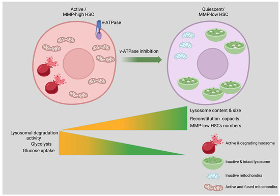 Lysosomes and Their Role in Regulating the Metabolism of Hematopoietic ...