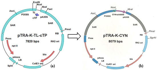 Heterologous Expression of Cyanobacterial Cyanase Gene (CYN) in ...