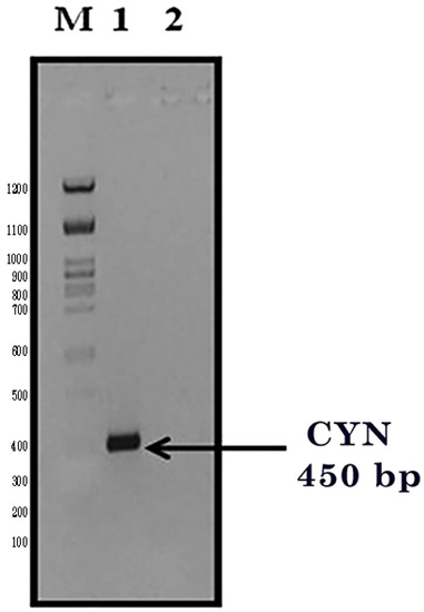 Heterologous Expression of Cyanobacterial Cyanase Gene (CYN) in ...