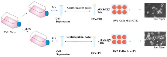 Extracellular Vesicles Cargo in Modulating Microglia Functional Responses