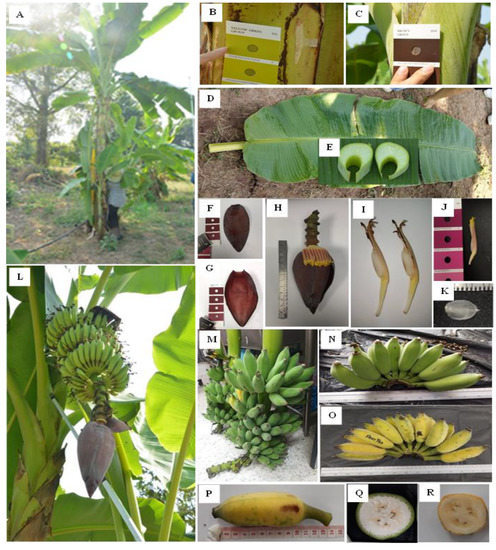 Morphological and Molecular Characterizations of Musa (ABB) ‘Mali-Ong ...