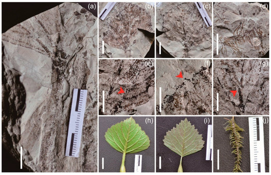 A New Clue for the Late Eocene Freshwater Ecosystem of Central China ...