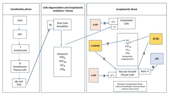Biology | Free Full-Text | Combined Treatment with KV Channel Inhibitor ...