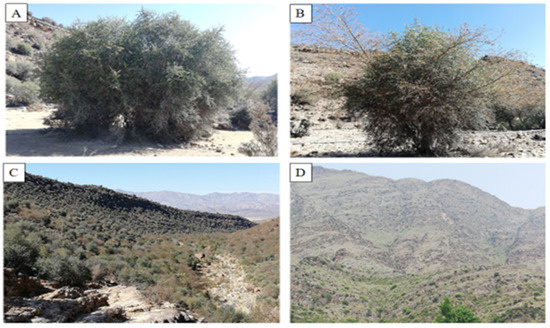 Ecosystem Services and Linkages of Naturally Managed Monotheca ...
